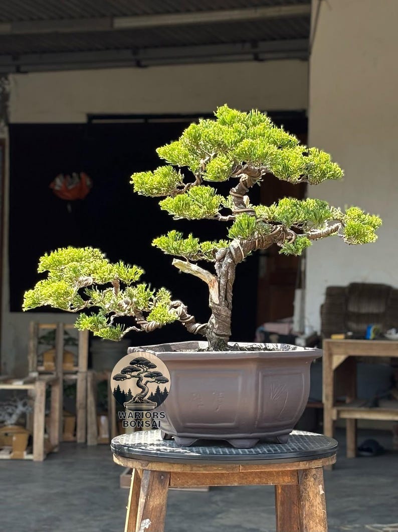 Juniperus Chinensis. Medium Size Code SK008 Ficus Benjamina |tiger ...