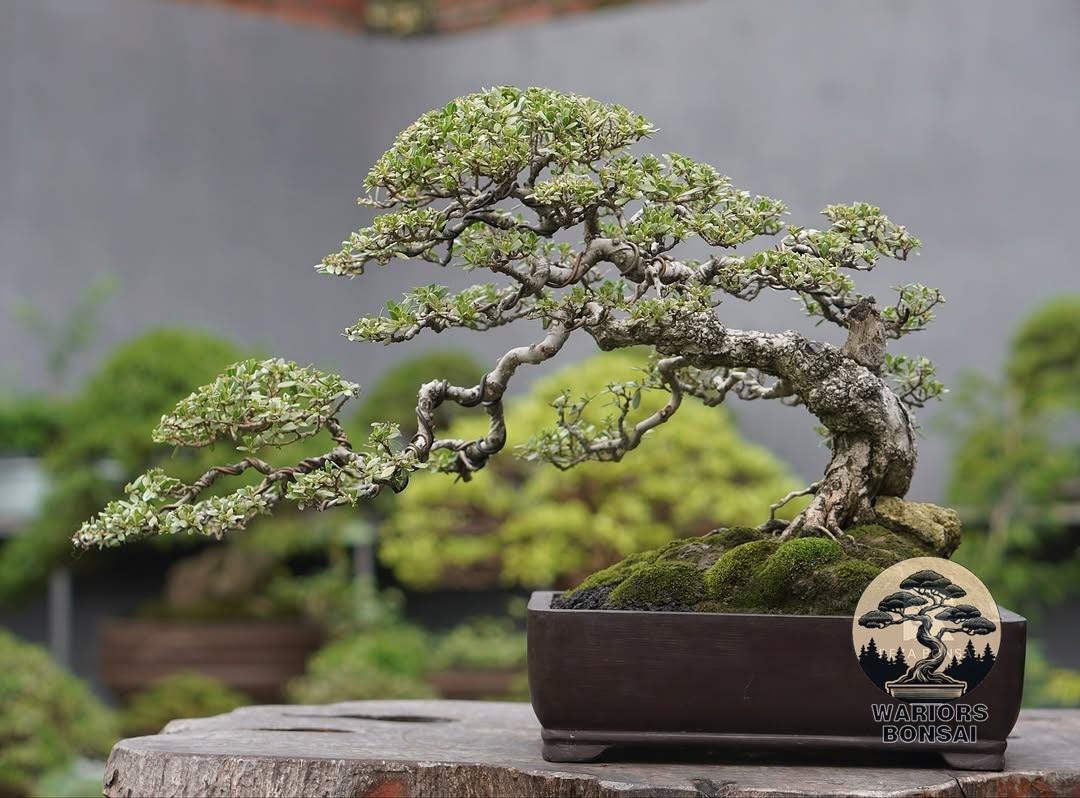 Pamphis Acidula. Small Size SK010 Ficus Benjamina |tiger Brack |nebari ...
