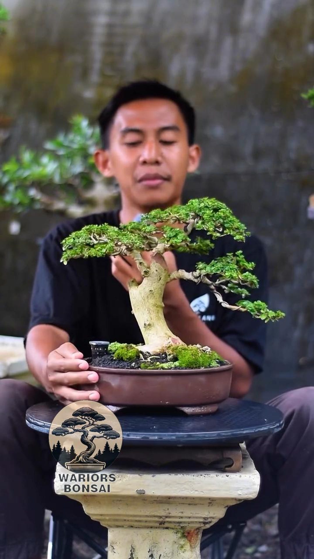 Premna Micropyhlla. Small Size GML011 Ficus Benjamina |tiger Brack ...