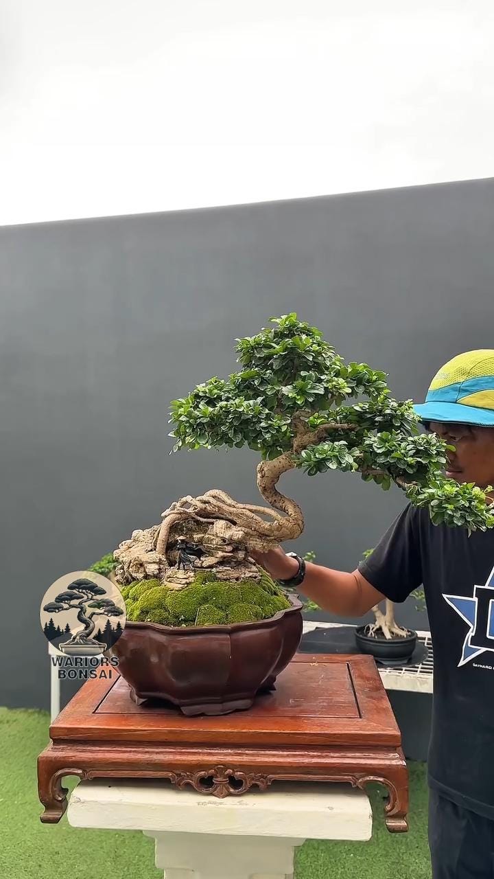 Ehretia Mircropyhlla. Medium Size DRF002 Ficus Benjamina |tiger Brack ...