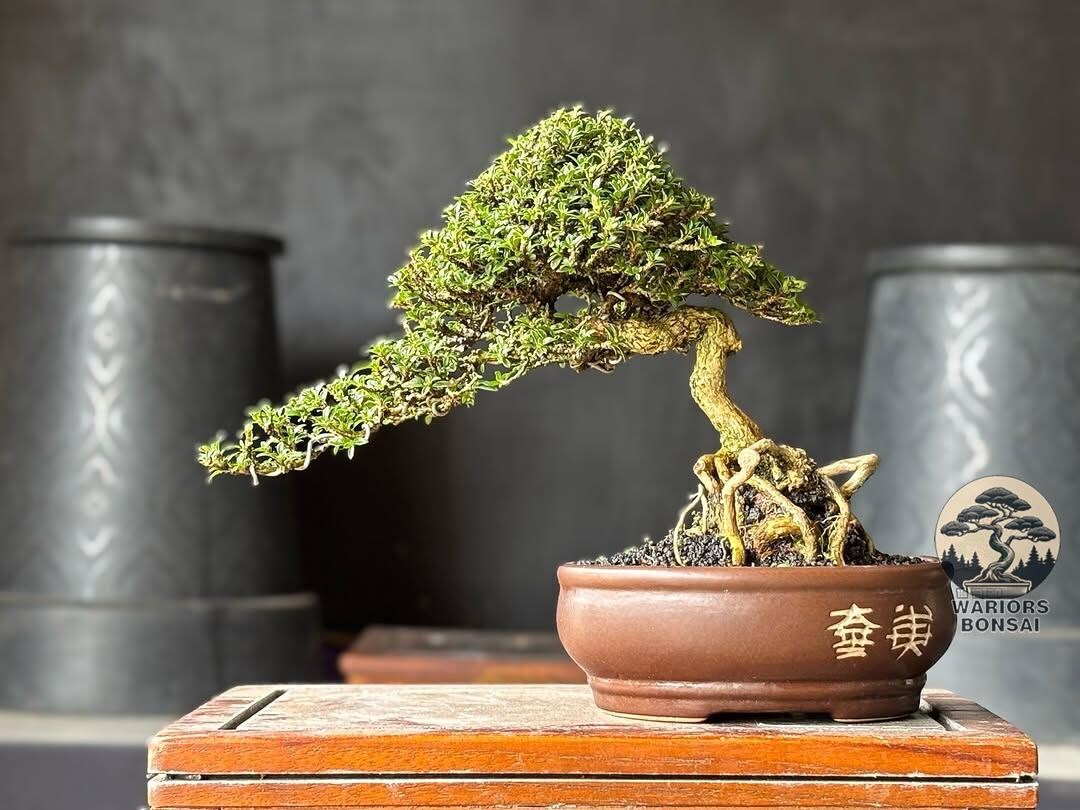 Serissa. Small Size SK011 Ficus Benjamina |tiger Brack |nebari |maple ...