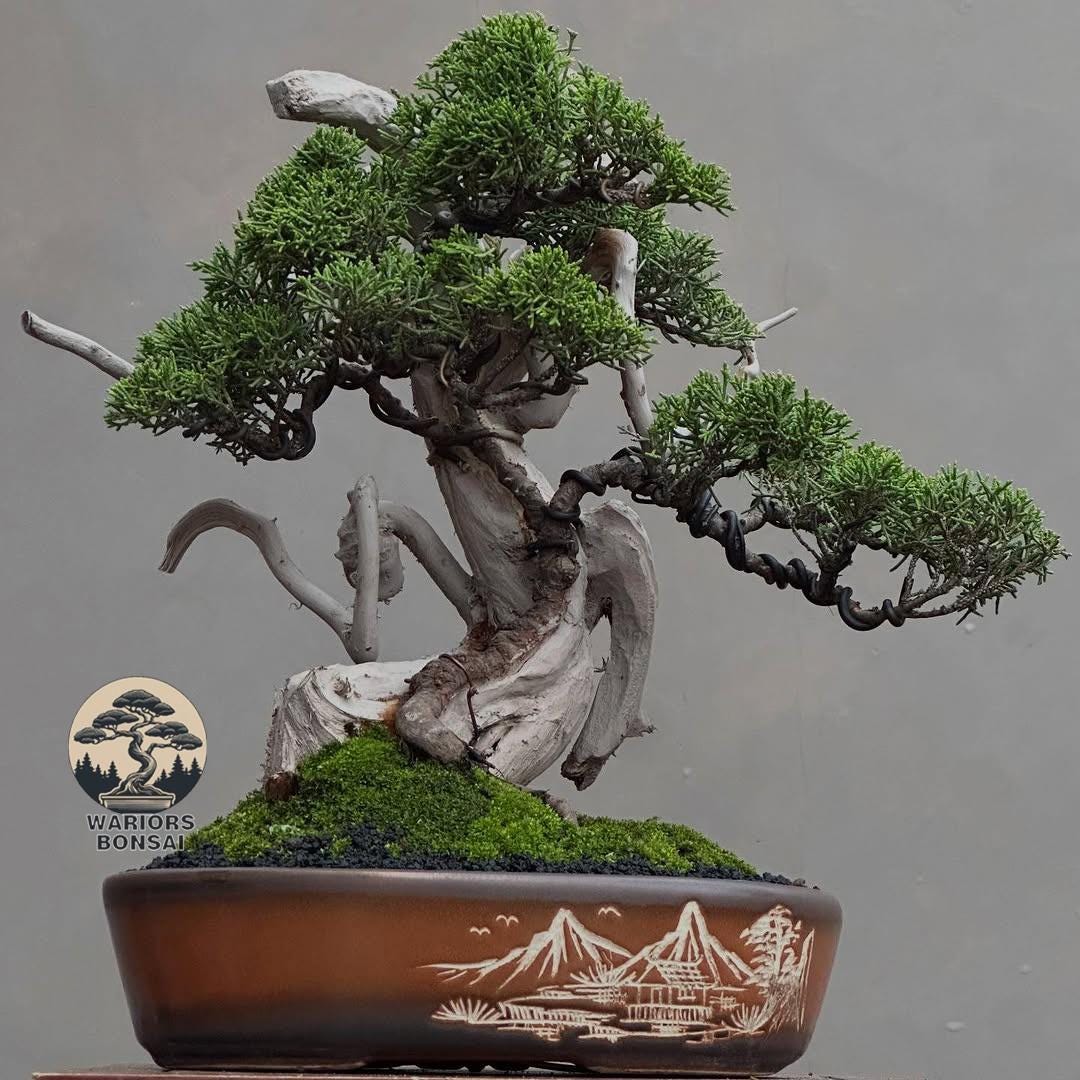 Juniperus Chinensis Tanuki. Small Size HRJ020 |ficus Benjamina |tiger ...