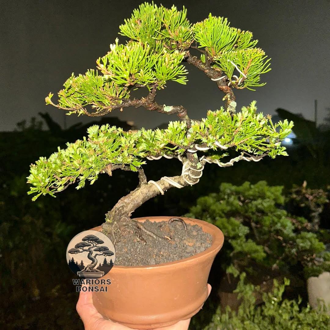 Juniperus Chinensis. Medium Size Code HRJ004 Ficus Benjamina |tiger ...