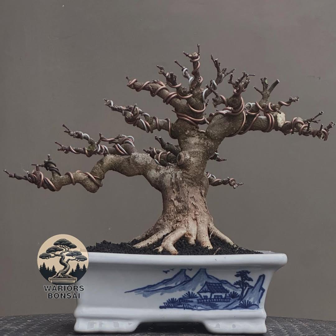 Wrightia Religiosa. Small Size HRJ015 Ficus Benjamina |tiger Brack ...