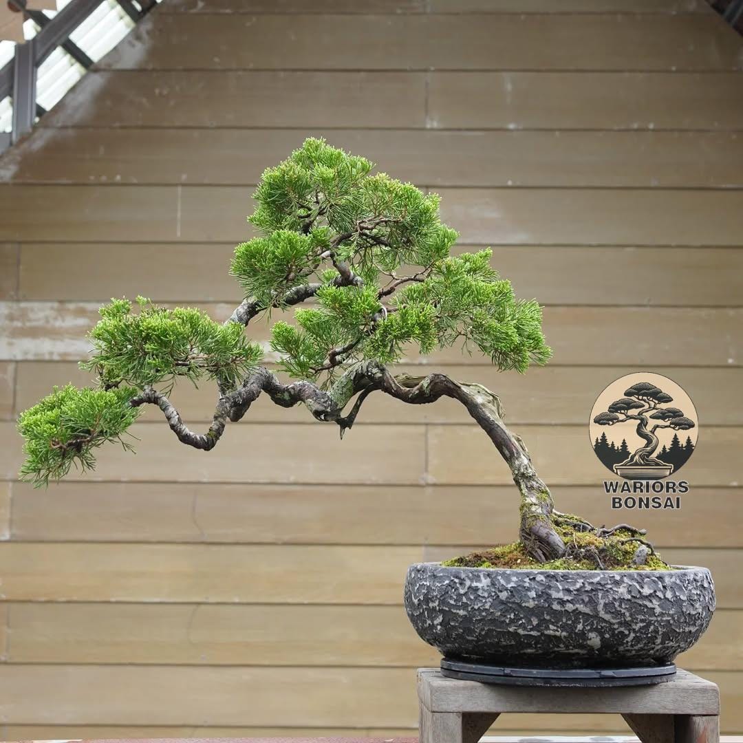 Juniperus Chinensis. Medium Size DDN002 Ficus Benjamina |tiger Brack ...