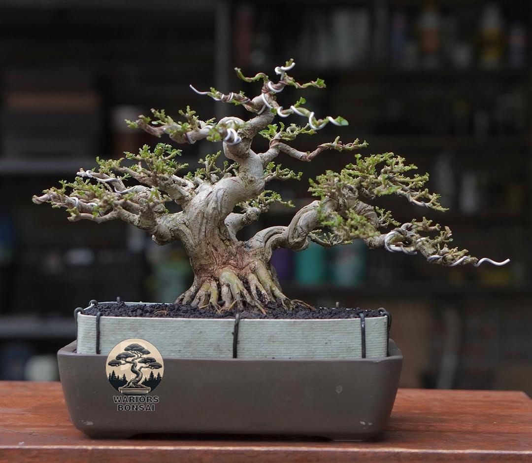 Premna Micropyhlla. Small Size SK012 |ficus Benjamina |tiger Brack ...