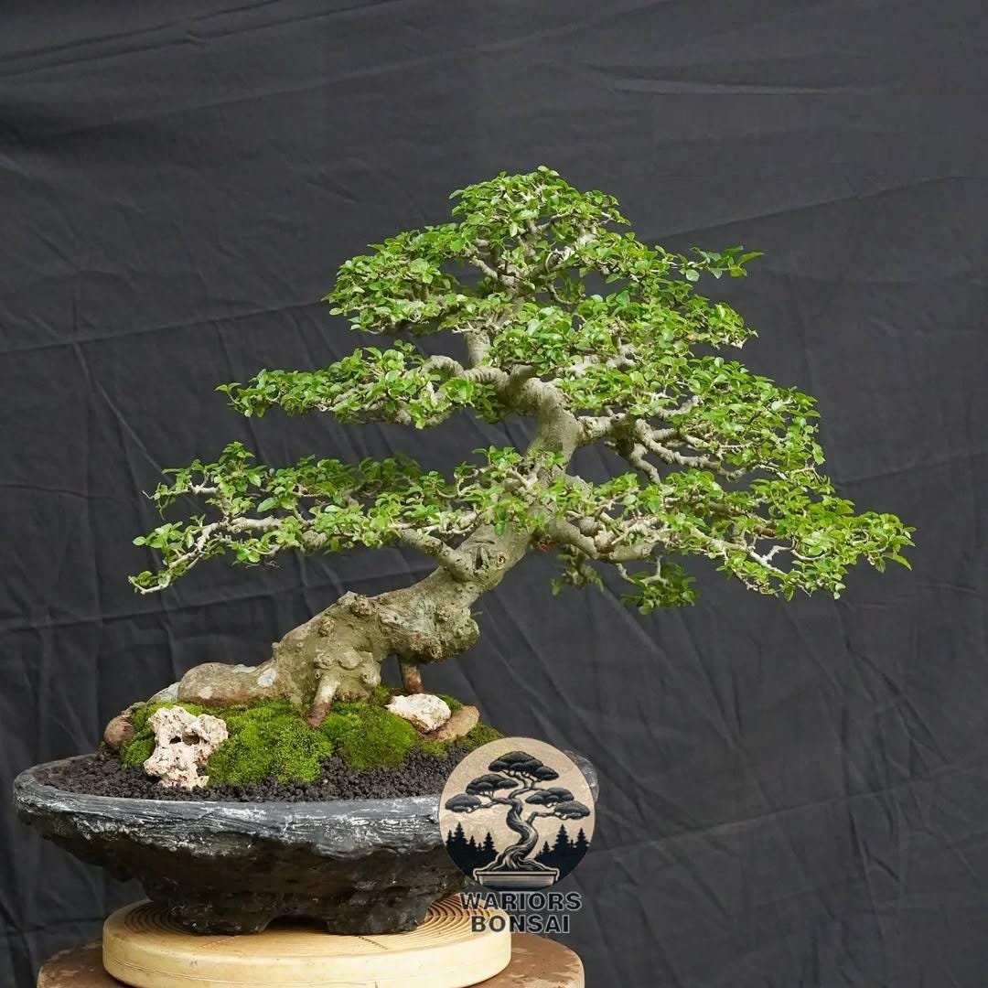 Streblus Asper. Medium Size SK019 Ficus Benjamina |tiger Brack |nebari ...