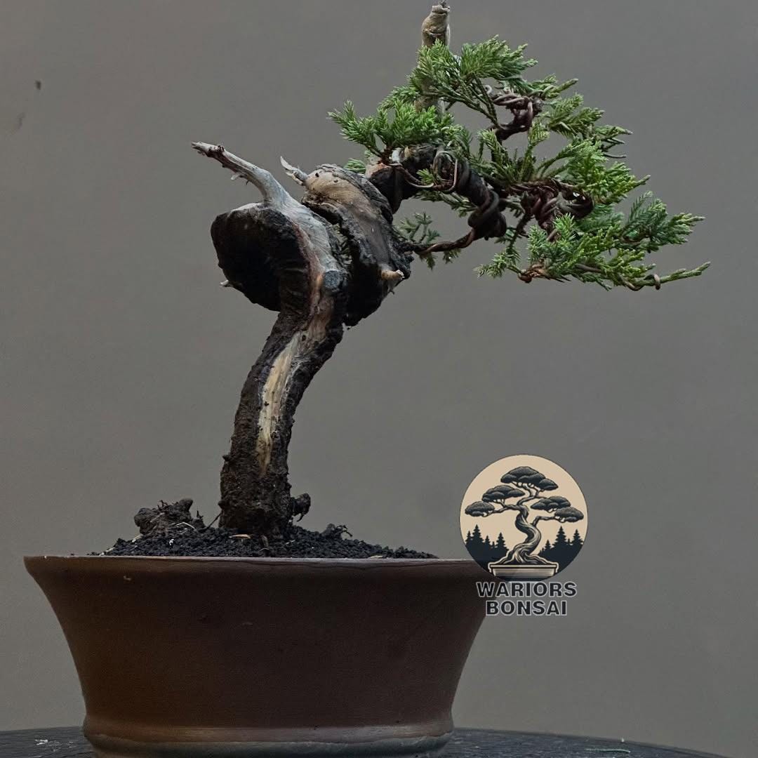 Juniperus Chinensis. Small Size HRJ022 |ficus Benjamina |tiger Brack ...