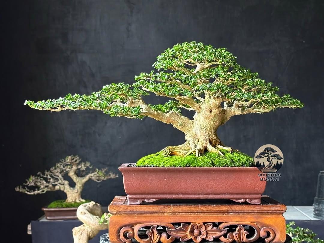 Premna Micropyhlla. Small Size HRJ038 |ficus Benjamina |tiger Brack ...