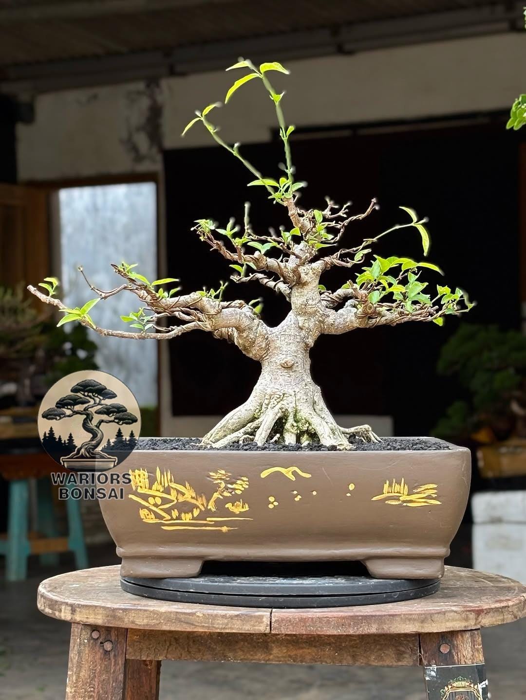 Wrightia Religiosa. Small Size SK016 Ficus Benjamina |tiger Brack ...