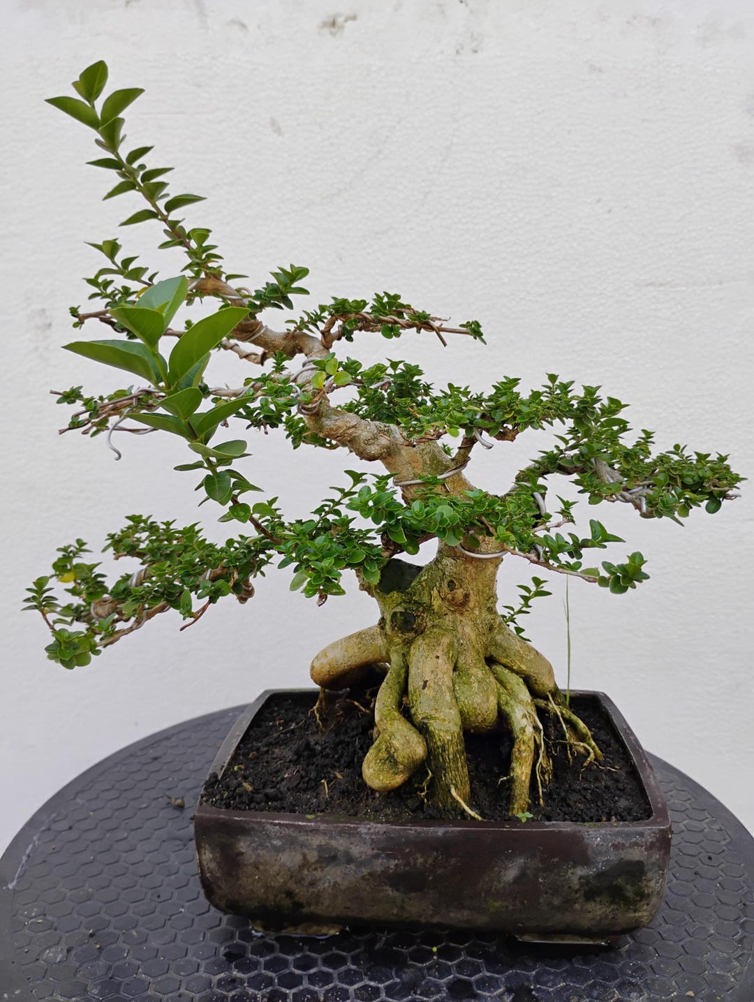 Premna Micropyhlla. Small Size 0011 Ficus Benjamina |tiger Brack ...