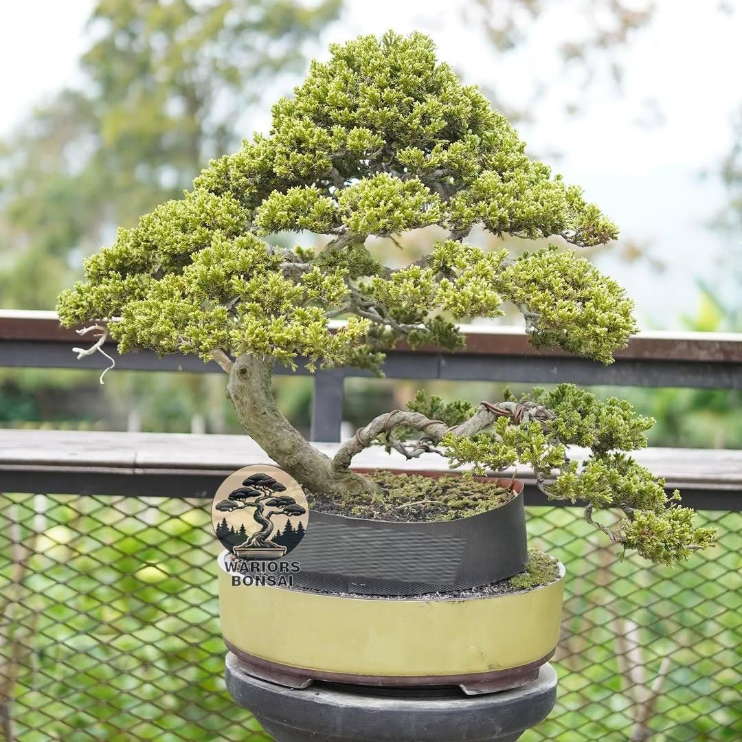 Juniperus Chinensis. Medium Size DDN011 |ficus Benjamina |tiger Brack ...