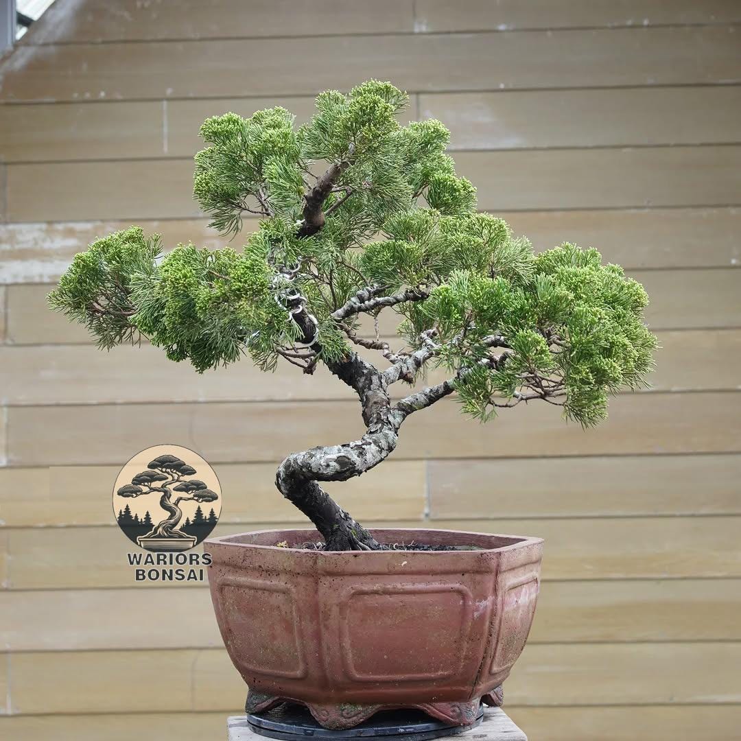 Juniperus Chinensis. Medium Size DDN001 Ficus Benjamina |tiger Brack ...