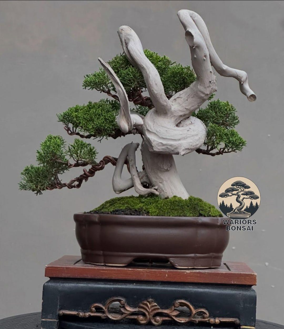 Juniperus Chinensis Tanuki. Small Size HRJ019 Ficus Benjamina |tiger ...
