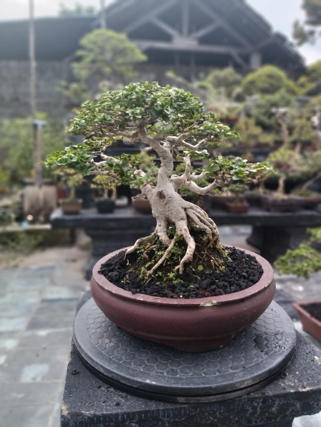 Premna Micropyhlla. Small Size HRJ029 |ficus Benjamina |tiger Brack ...