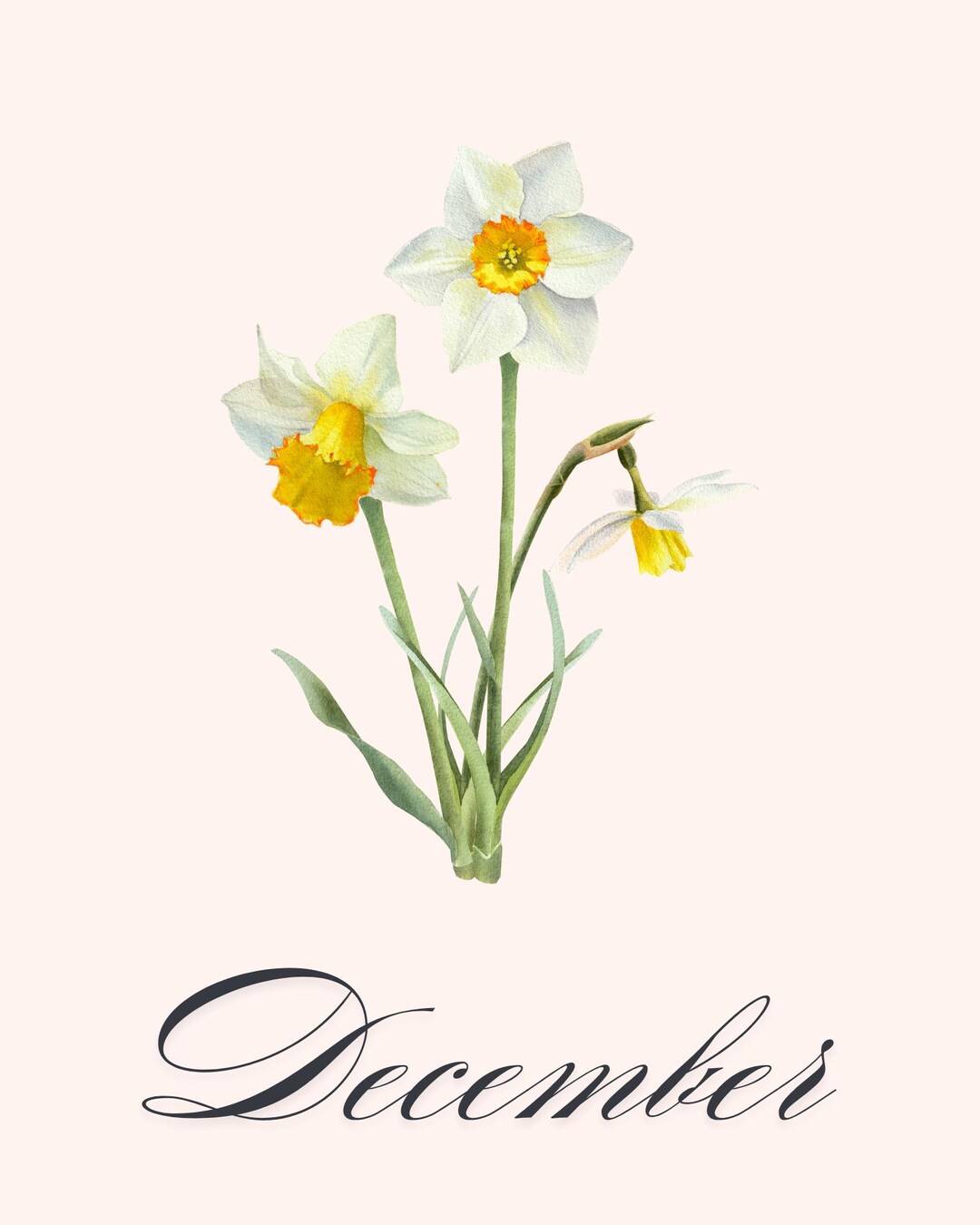December Birth Flower Printable | Narcissus Floral Wall Art | Birth ...