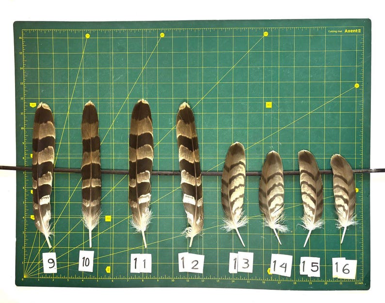Feathers of Hawk - ZOO - Medium Size - Molting Feather - Etsy