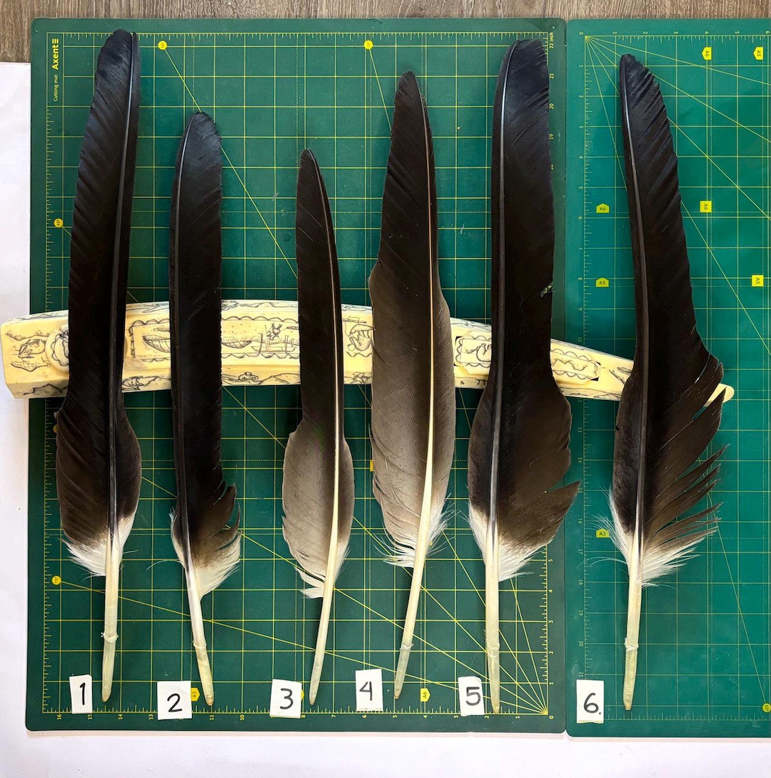 Natural Feathers - Large Size - ZOO - Molting Feather - Etsy