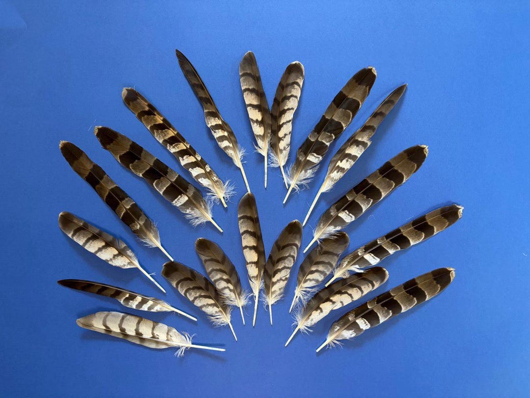 Feathers of Hawk - ZOO - One Feather - Medium Size - Molting Feather - Etsy
