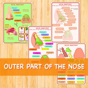 Nose Anatomy Busy Book: Montessori Homeschool Printable (digital ...