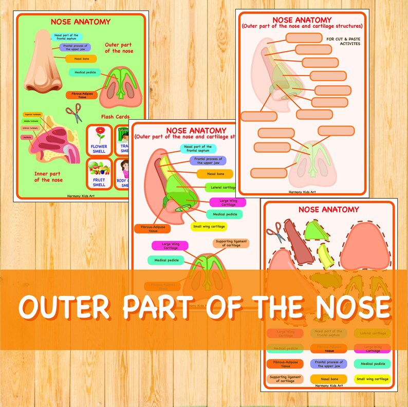 Nose Anatomy Busy Book: Montessori Homeschool Printable (digital ...