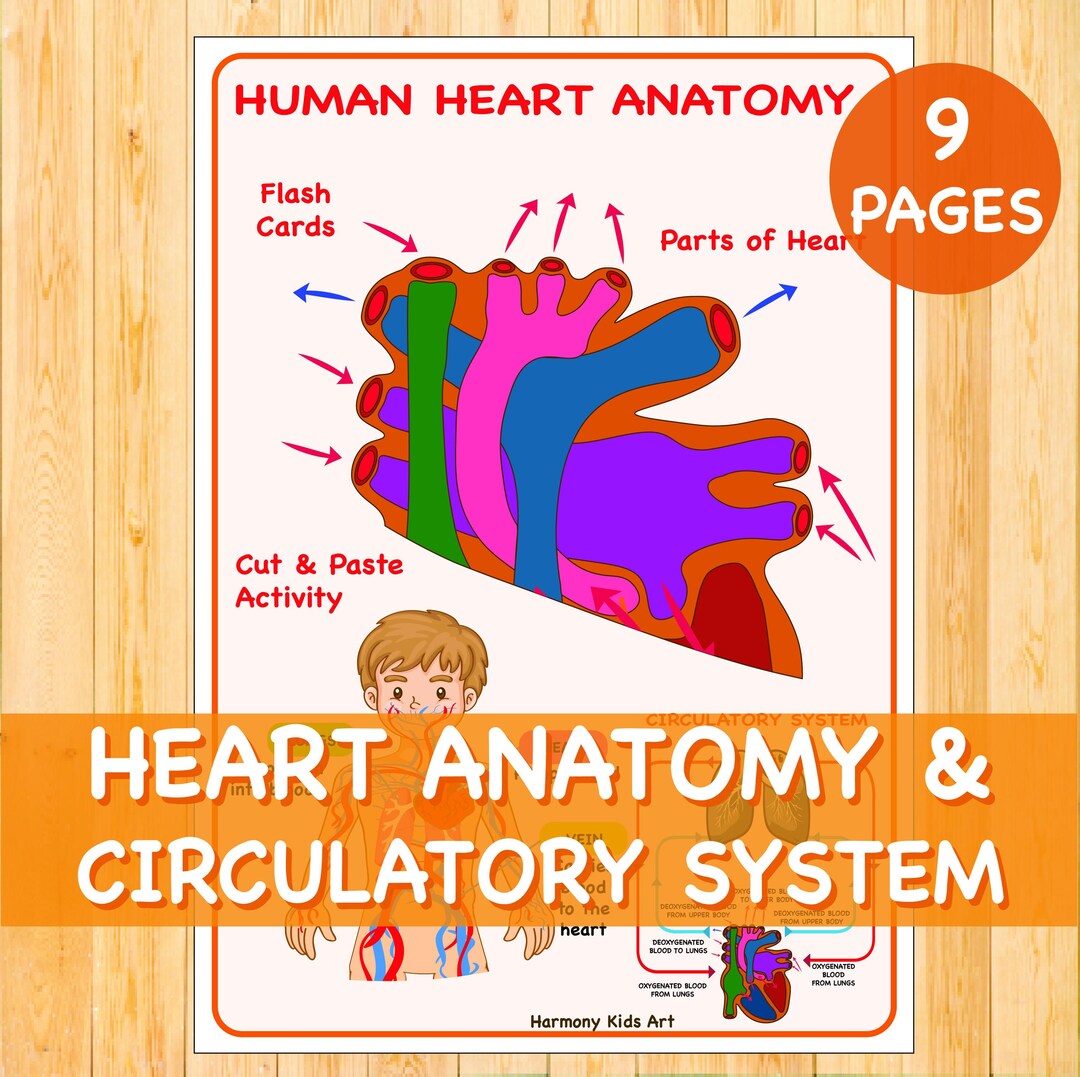 Heart Anatomy & Circulatory System Busy Book. Human Anatomy. Anatomical ...