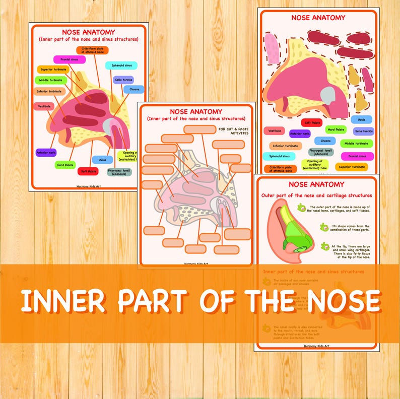 Nose Anatomy Busy Book: Montessori Homeschool Printable (digital ...