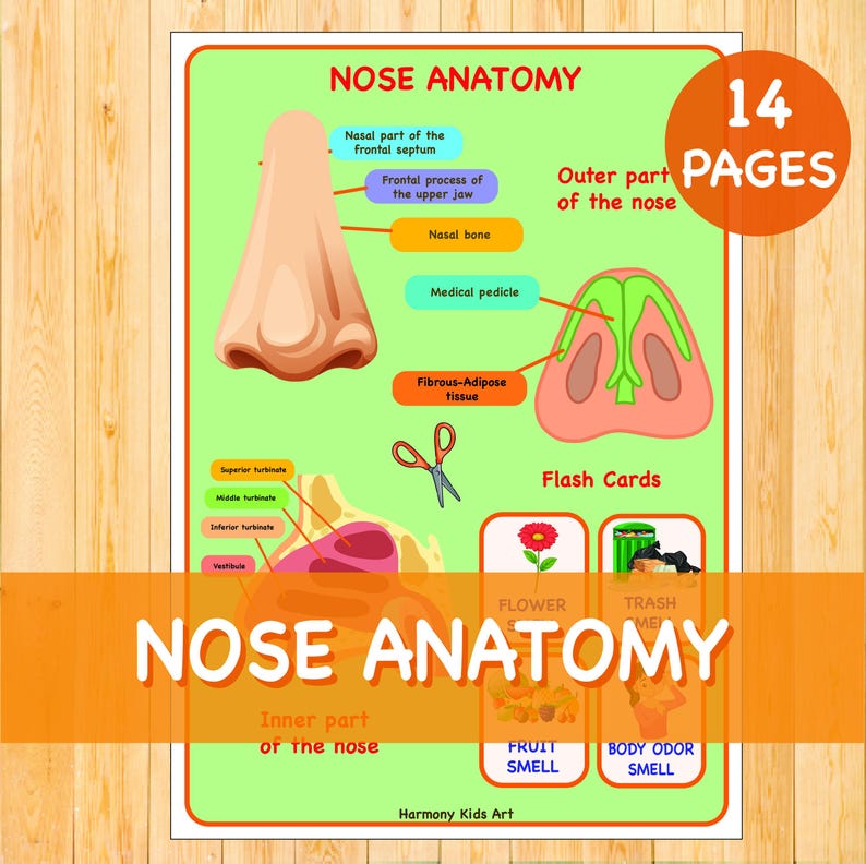 Nose Anatomy Busy Book: Montessori Homeschool Printable (digital ...
