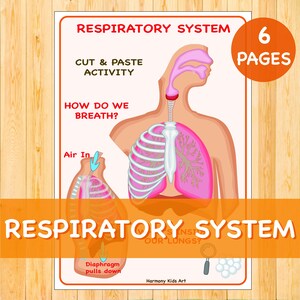 Respiratory System Busy Book: Human Anatomy Montessori Learning ...