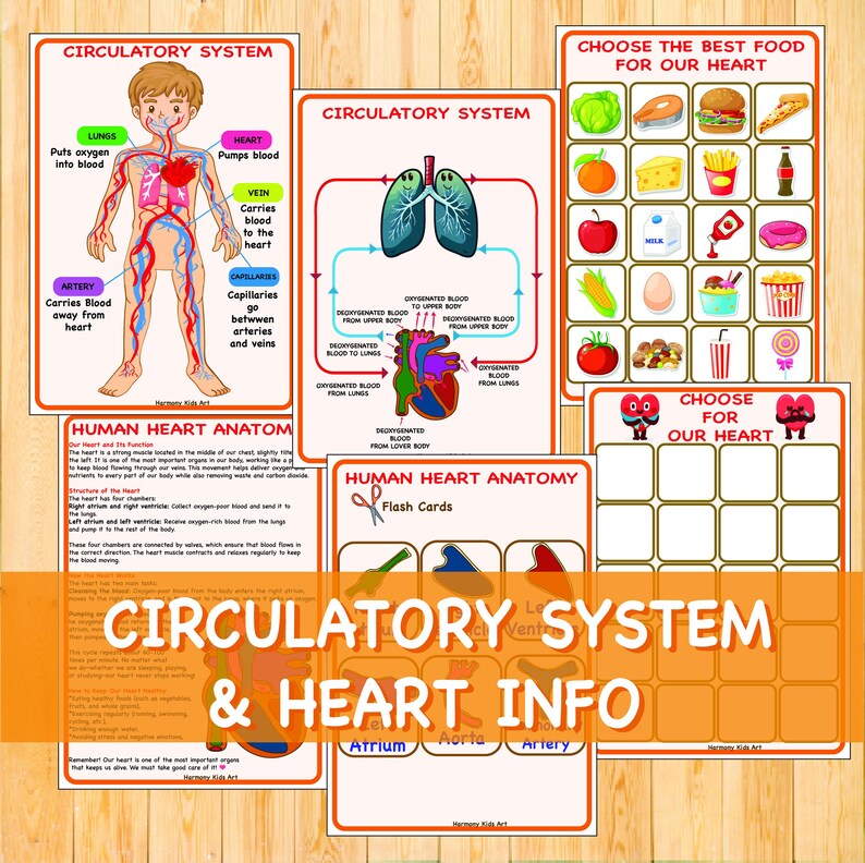 Heart Anatomy & Circulatory System Busy Book. Human Anatomy. Anatomical ...