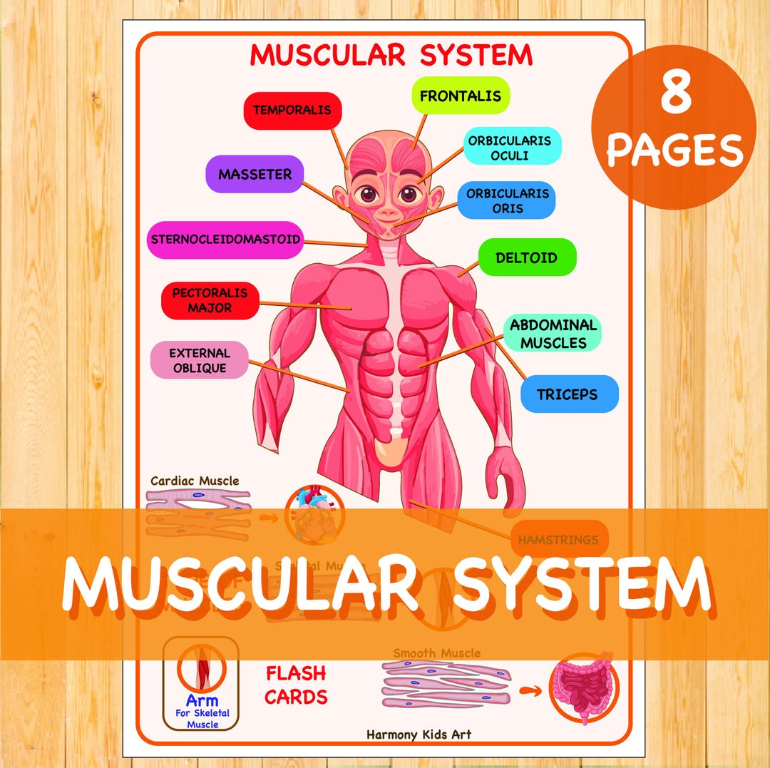 Human Muscular System Busy Book: Anatomy Activity & Flashcards (digital ...
