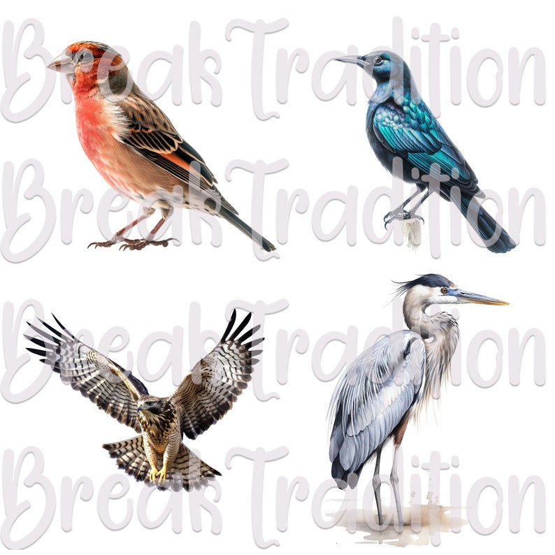 Birds Clipart 20 Realistic Birds PNG Transparent Files Flamingo Penguin ...