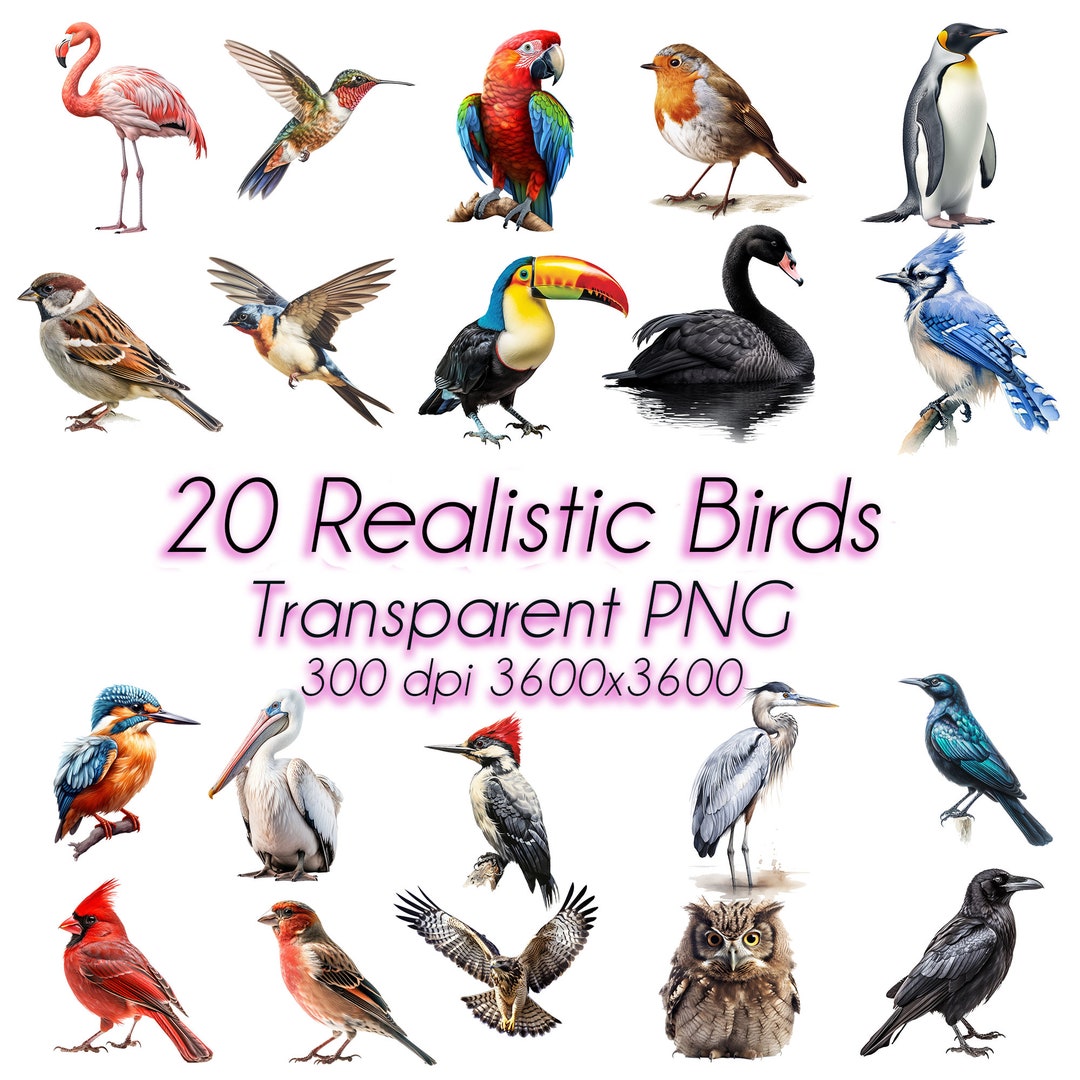 Birds Clipart 20 Realistic Birds PNG Transparent Files Flamingo Penguin ...