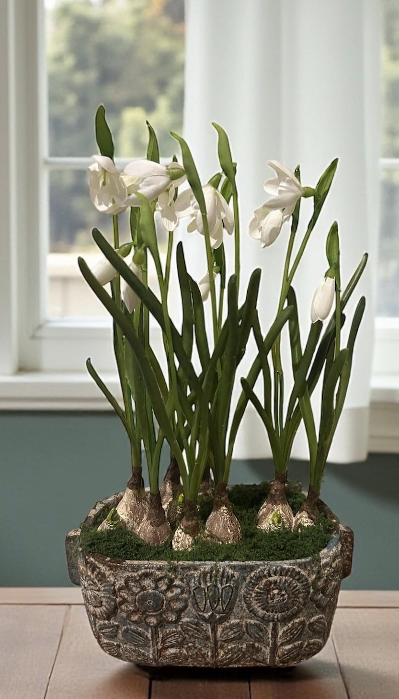 Snowdrop Bulbs in Blue Weathered Floral Vase - Etsy