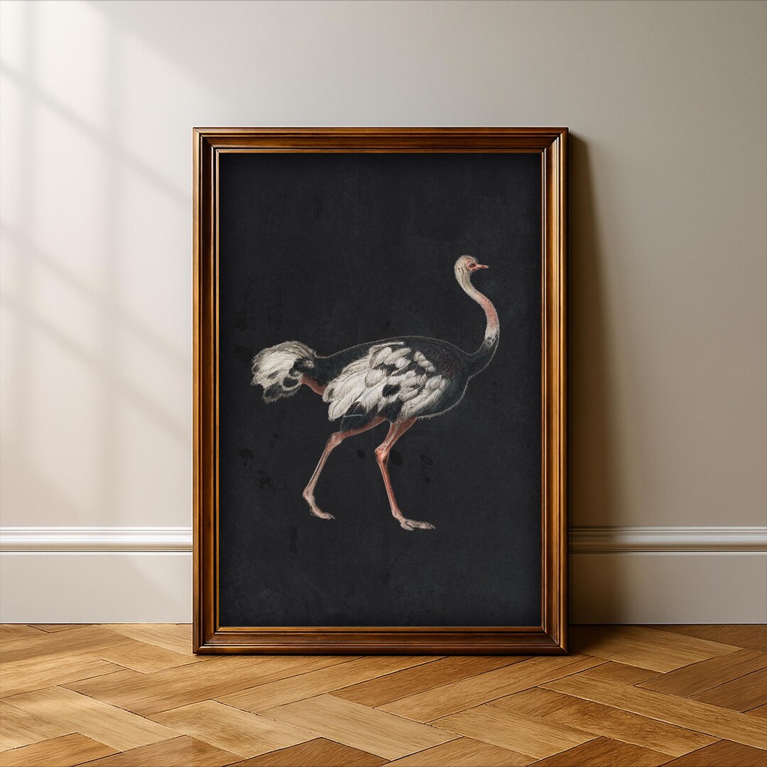 Vintage Ostrich Illustration Poster, Dark Charcoal Moody Decor, Rich ...