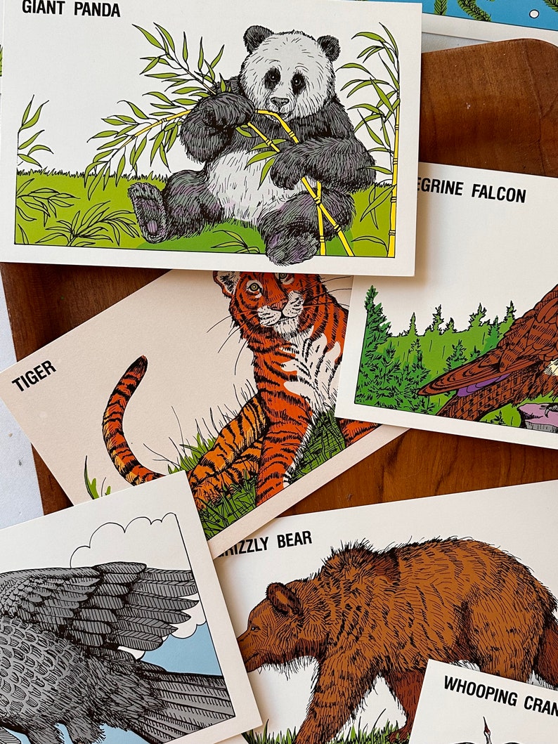 Large Vintage Endangered Animal Flash Card in Original Box Set 1990 - Etsy