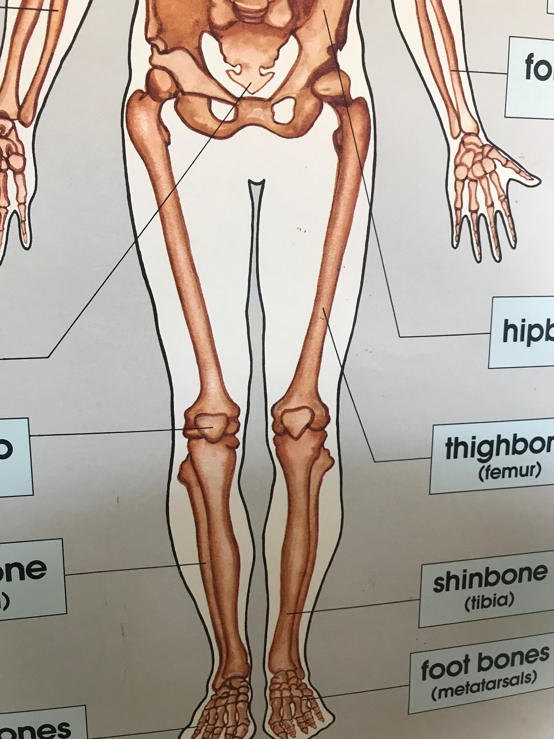 1980s human body skeletal chart poster size / anatomical / | Etsy 1980s human body skeletal chart poster size / anatomical / | Etsy