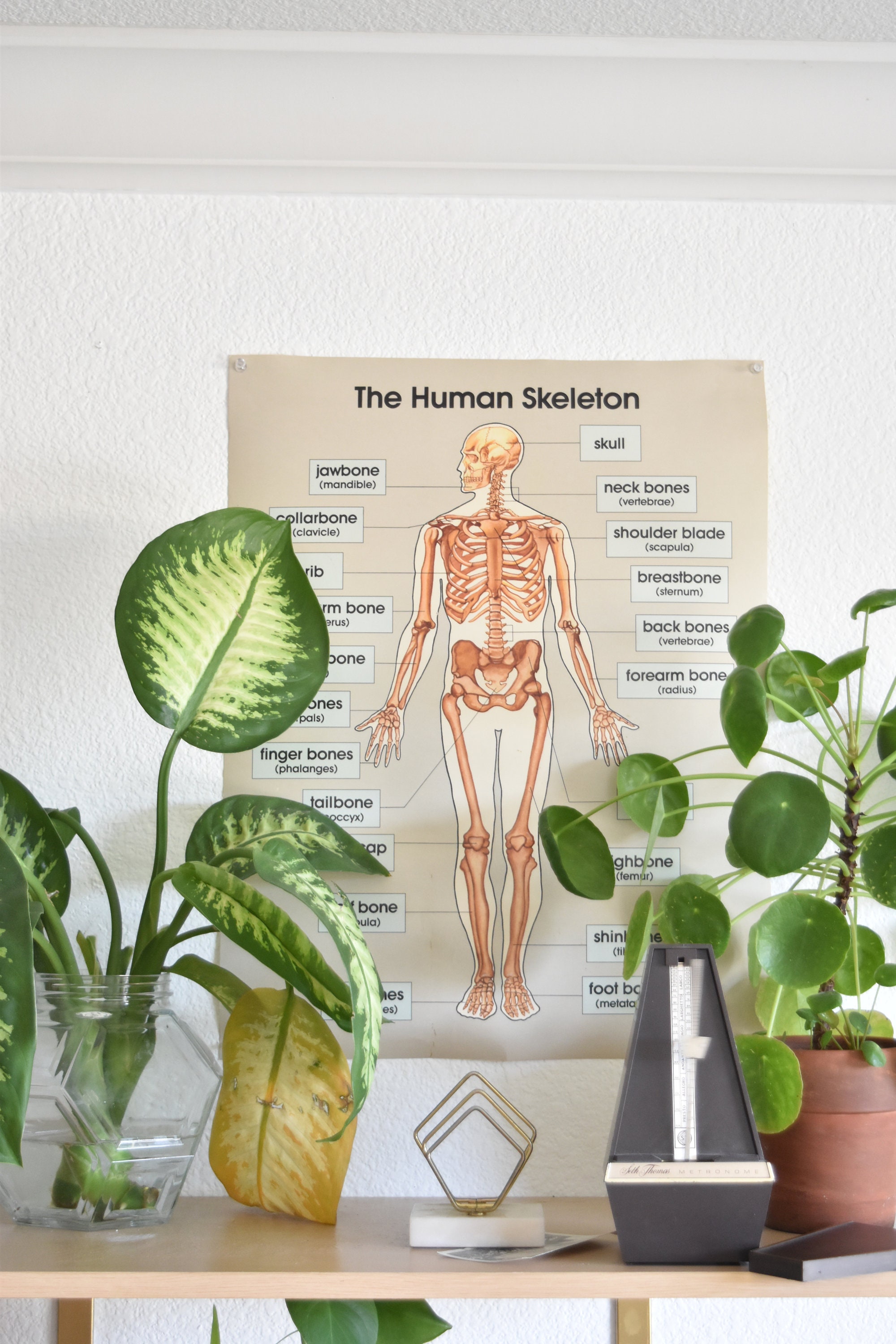 1980s Human Body Skeletal Chart Poster Size / Anatomical / | Etsy UK 1980s Human Body Skeletal Chart Poster Size / Anatomical / | Etsy UK