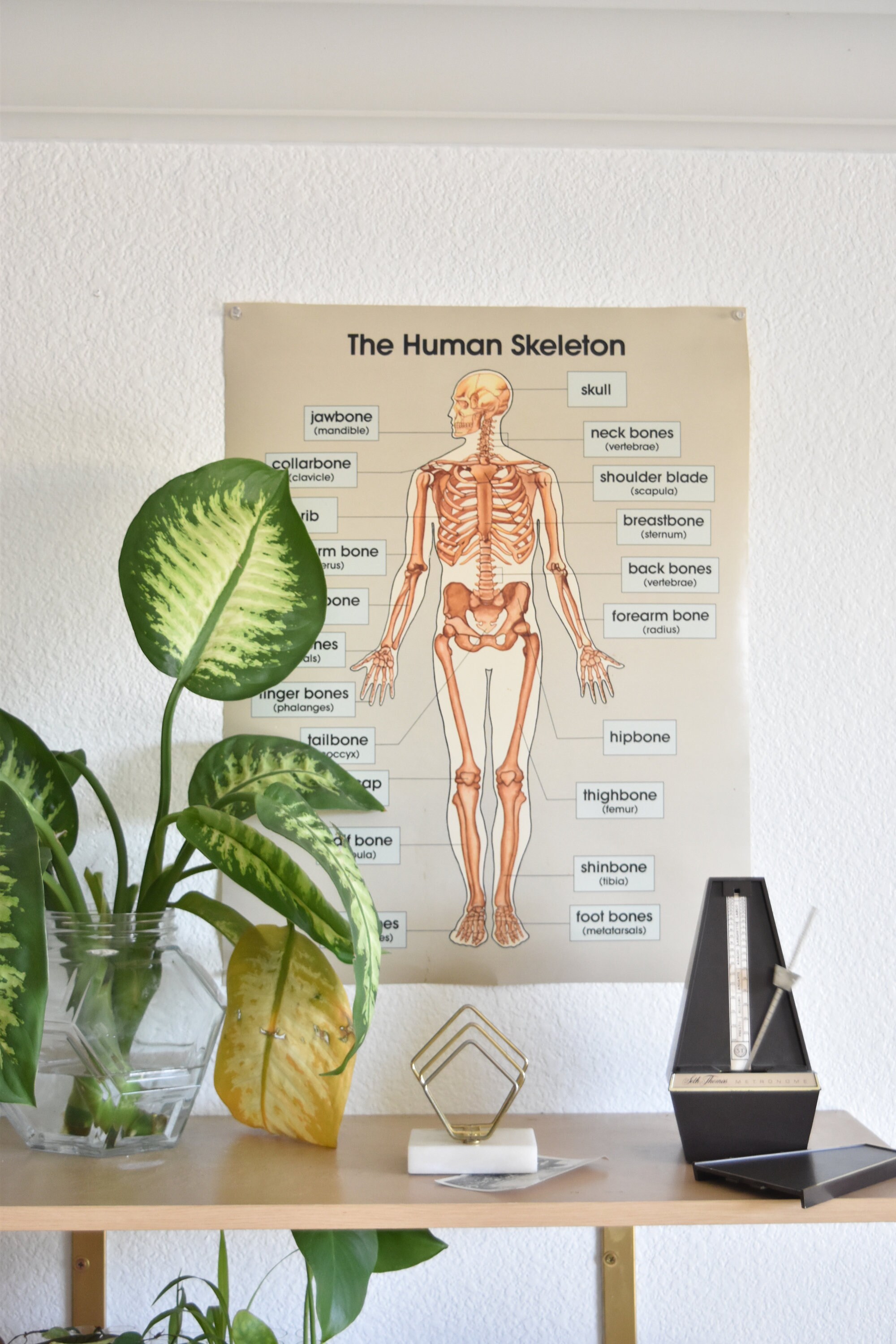 1980s Human Body Skeletal Chart Poster Size / Anatomical / | Etsy UK 1980s Human Body Skeletal Chart Poster Size / Anatomical / | Etsy UK