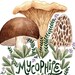Mushroom Art Print, Mycophile Gift, Mycophile Art Print, Chanterelle ...