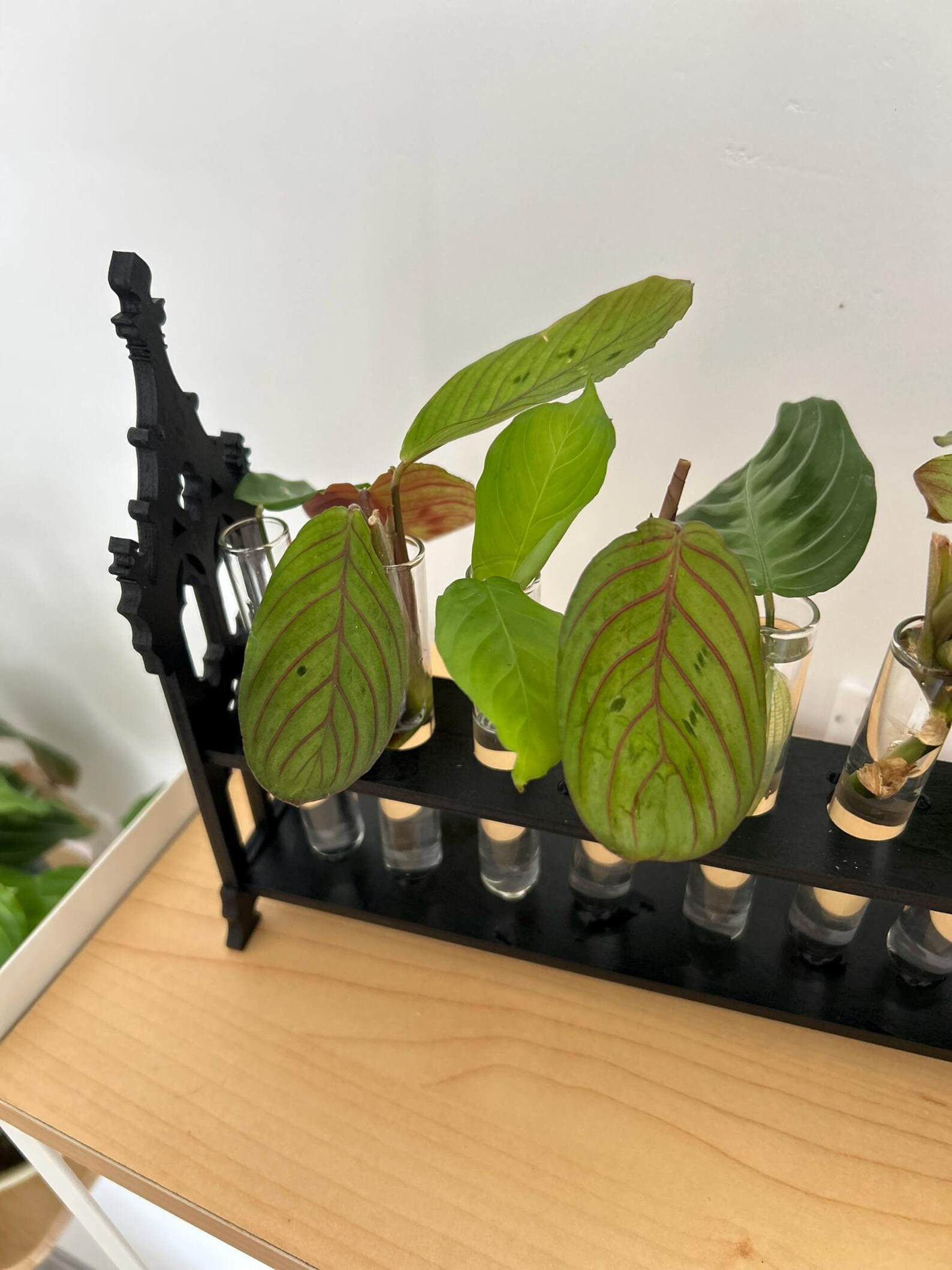 Witchy Goth Hydroponic Plant Stand: Black Glass Vase Decor - Etsy