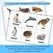 Animal Alphabet Flashcards for Kids Printable | A to Z Realistic Animal ...