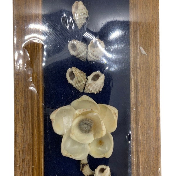 Shell Art Shadow Box - Etsy