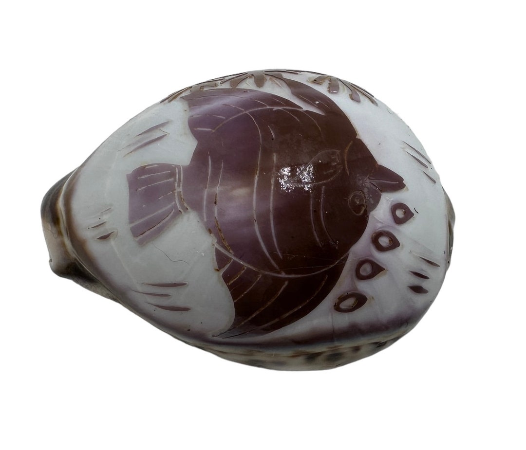 Etched Tiger Cowrie Shell, Angelfish, Ocean Coastal Sea Carved by Hand ...