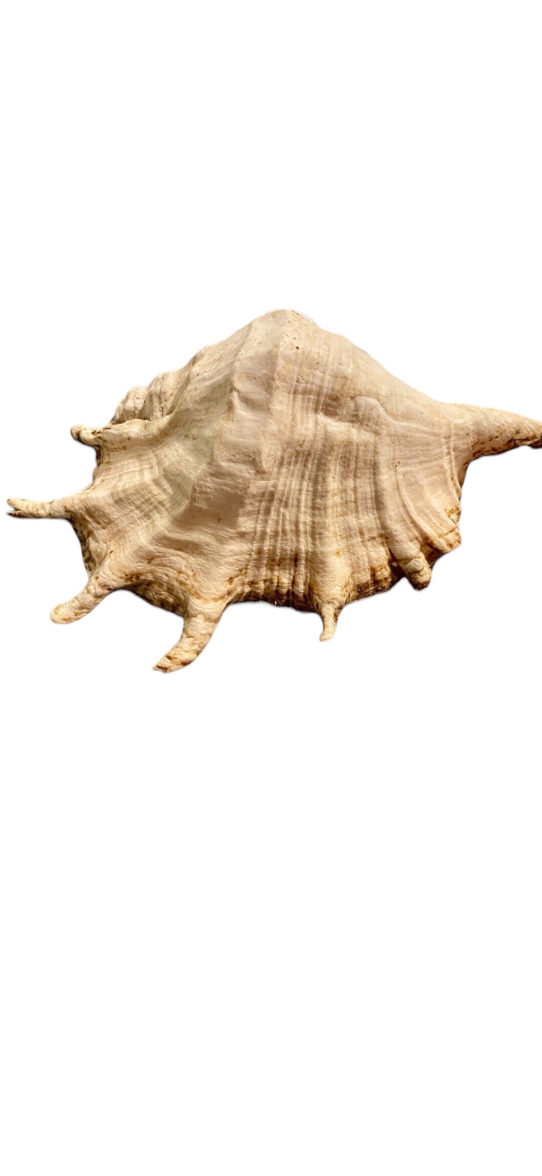 LARGE Natural Queen CONCH SHELL 8 " Beach Nautical Decor - Etsy