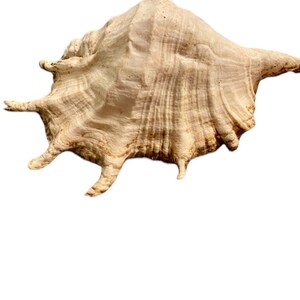 LARGE Natural Queen CONCH SHELL 8 " Beach Nautical Decor - Etsy