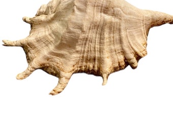 Large Natural Queen Conch Sea Shell Horned Beach Décor 9.5 X 8 Vtg ...