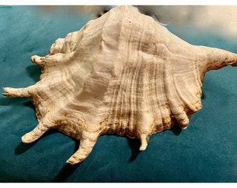 Large Queen Conch - Etsy