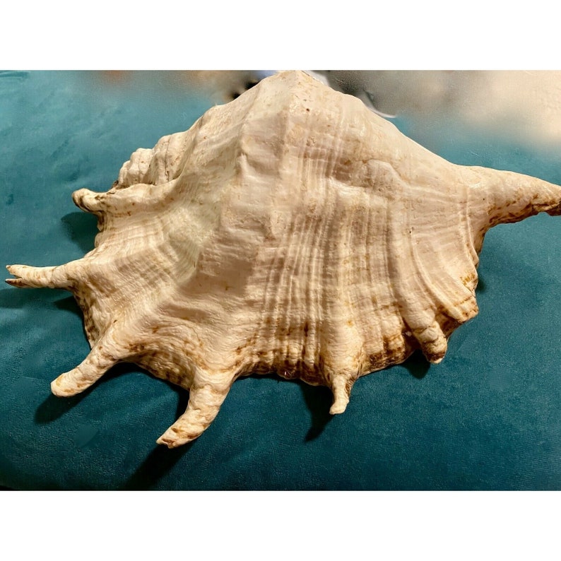 LARGE Natural Queen CONCH SHELL 8 Beach Nautical Decor - Etsy