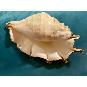 LARGE Natural Queen CONCH SHELL 8 " Beach Nautical Decor - Etsy